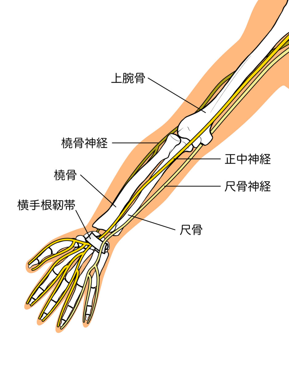 尺骨神経障害とは？原因・症状・治療法をわかりやすく解説 | 荒川沖姿勢改善整体アース